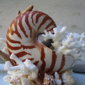 Beach Theme Cake Topper, Coastal Nautical Orange Tiger Nautilus Shell ...