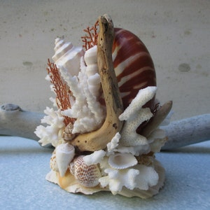 Beach Theme Cake Topper, Coastal Nautical Orange Tiger Nautilus Shell ...