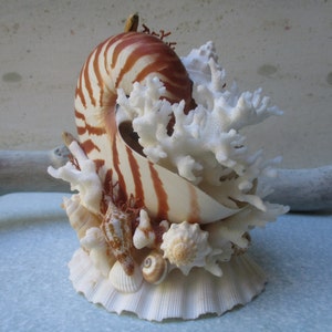 Beach Theme Cake Topper, Coastal Nautical Orange Tiger Nautilus Shell ...