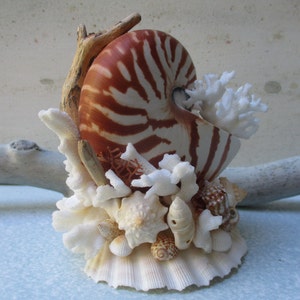 Beach Theme Cake Topper, Coastal Nautical Orange Tiger Nautilus Shell ...