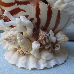 Beach Theme Cake Topper, Coastal Nautical Orange Tiger Nautilus Shell ...