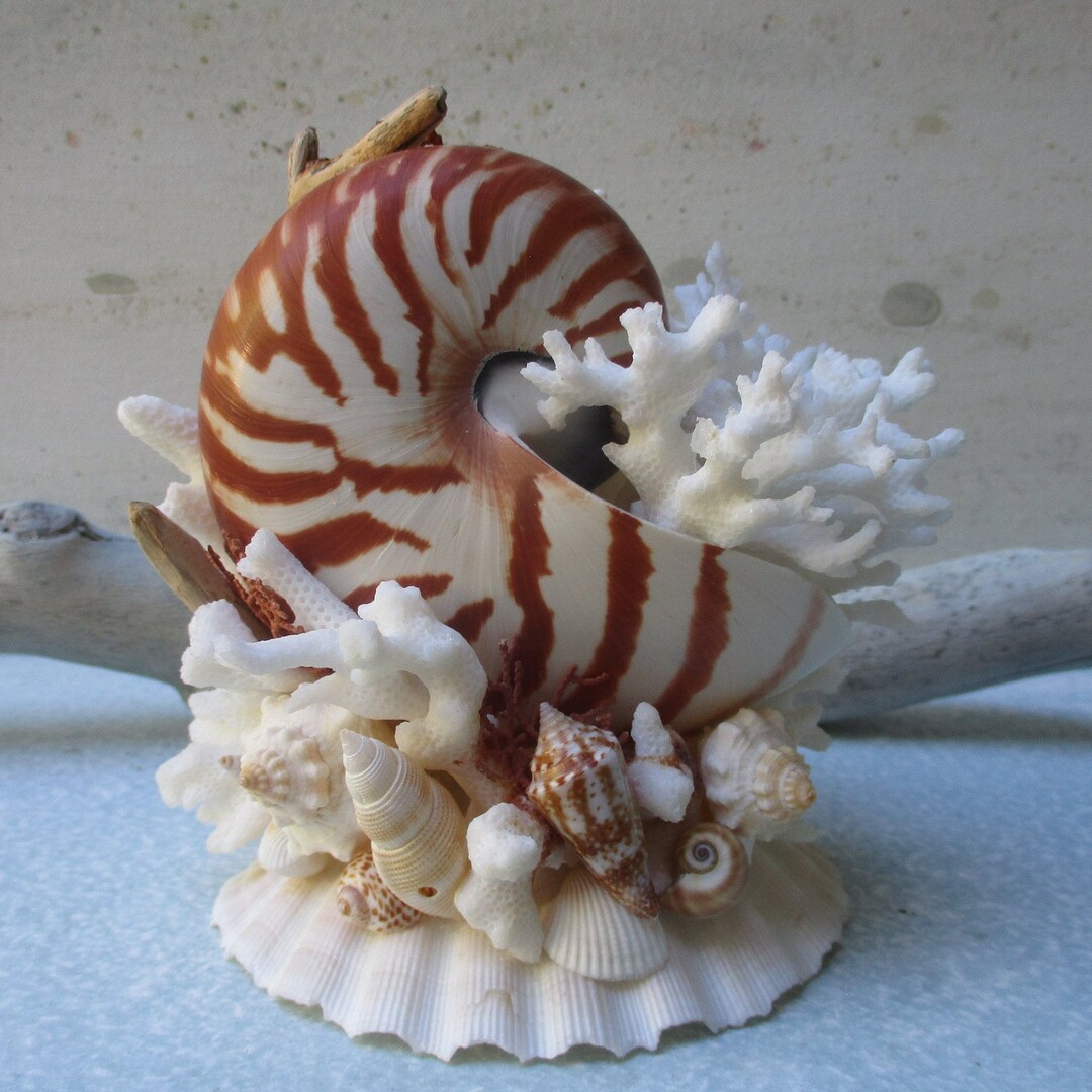 Beach Theme Cake Topper, Coastal Nautical Orange Tiger Nautilus Shell ...