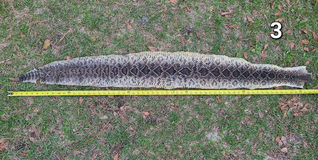 Genuine Rattle Snake Skin, Tanned Snake Skins, Real Snake, Pliable Skin ...