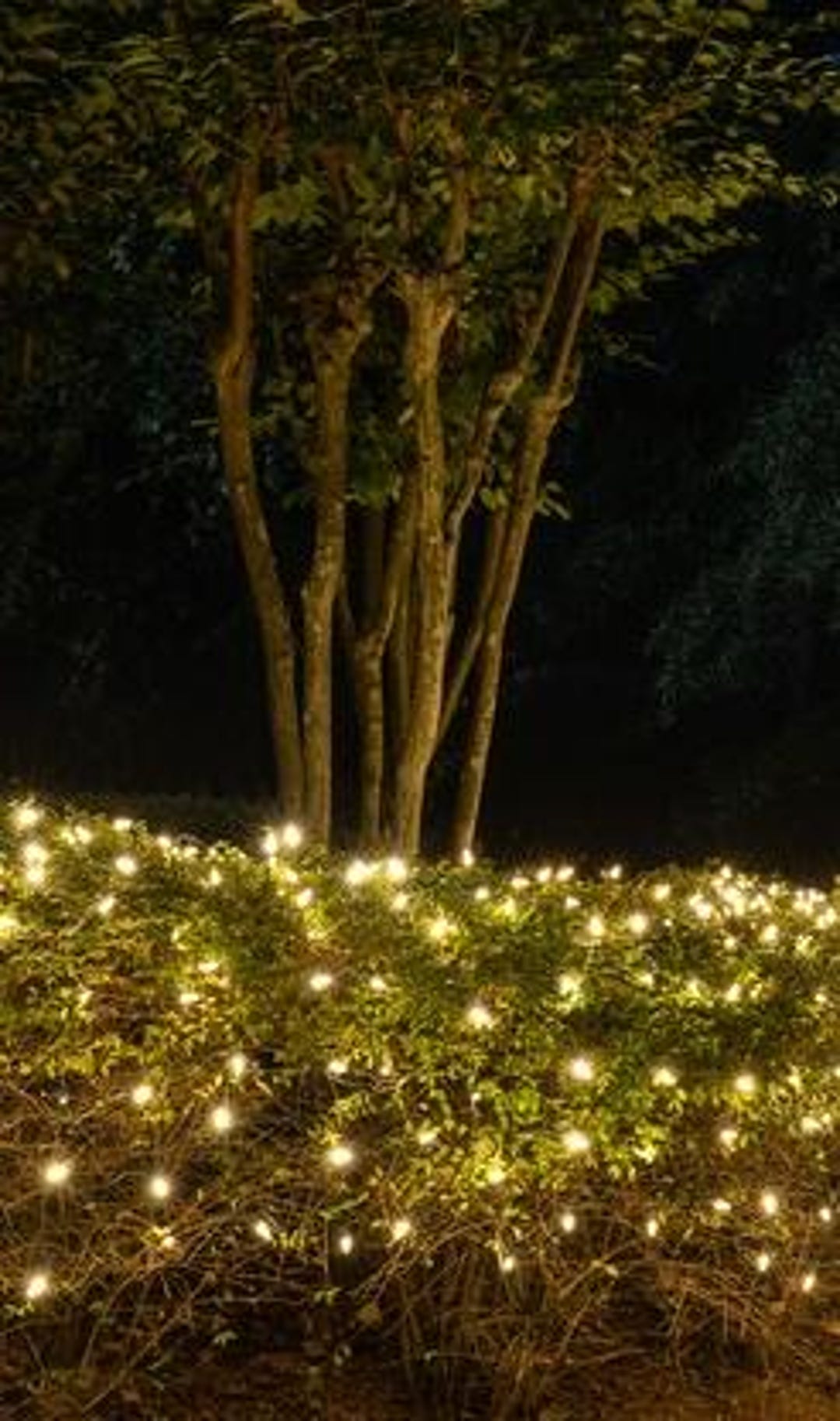 2' X 8' Net Mini Lights. Tree Trunk Lights. Holiday Lights for Hedges ...