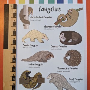 Pangolins A5 Sized Print - Etsy