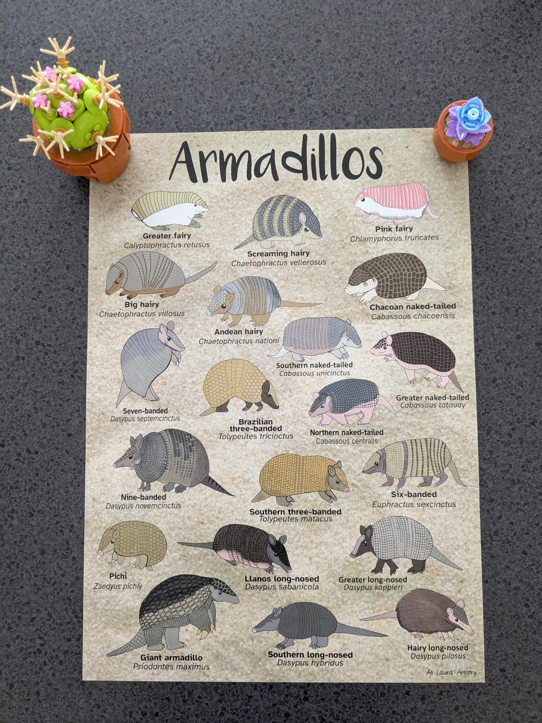 Armadillos Poster Print A3 - Etsy