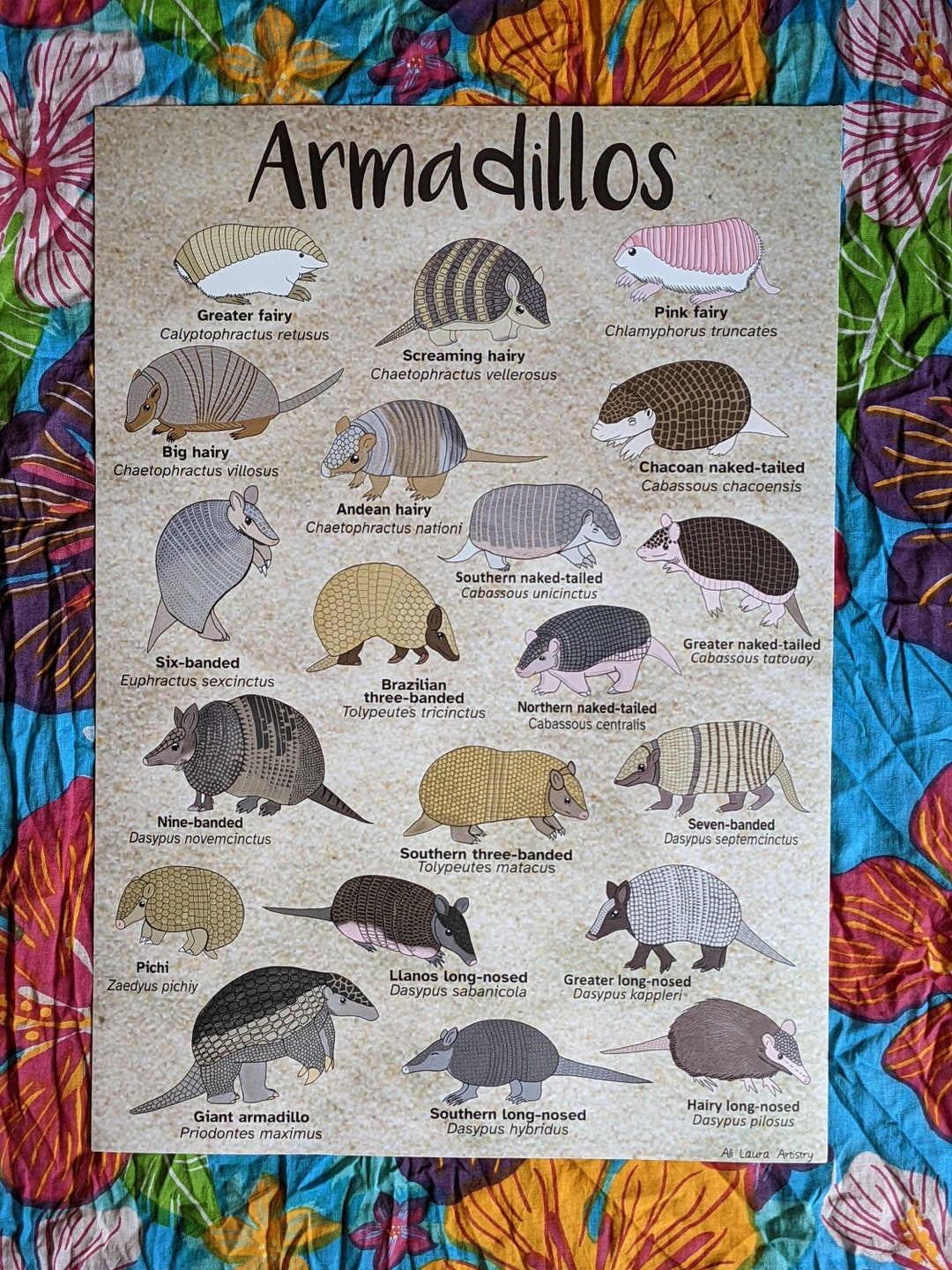 Armadillos Poster Print A3 - Etsy