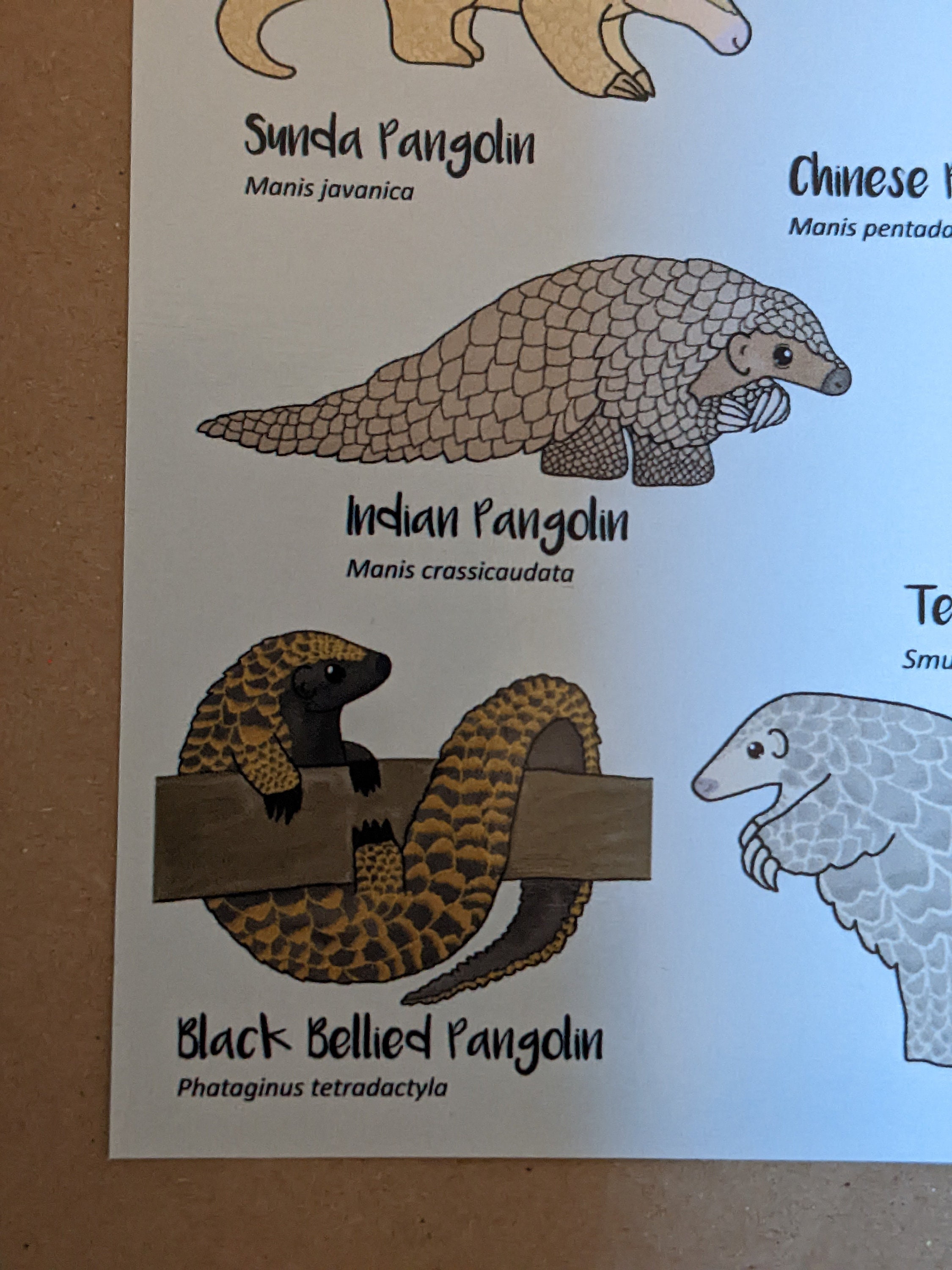 Pangolins Postcard Sized Print - Etsy