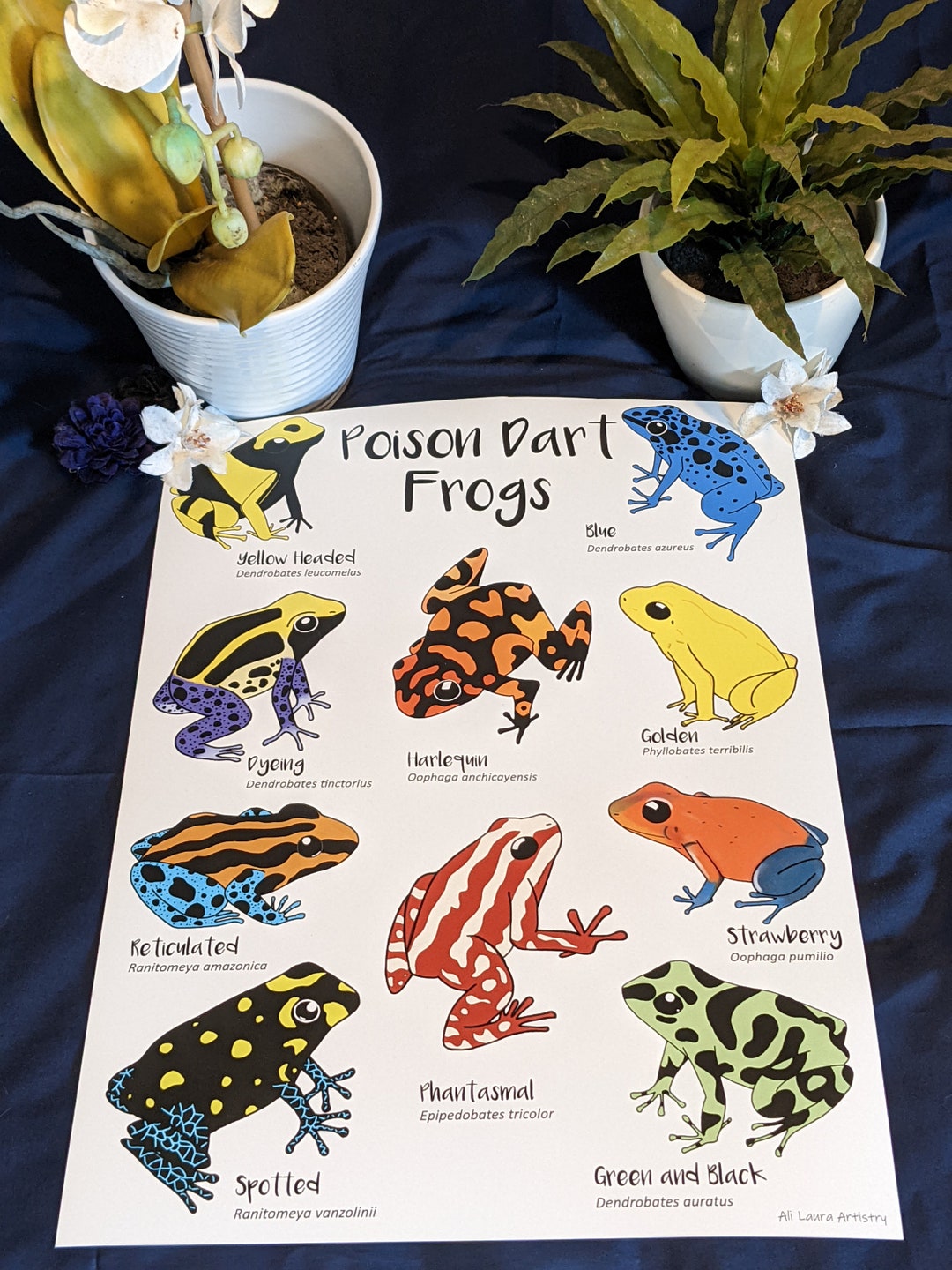 Poison Dart Frogs Poster Print A3/A5/A6 (postcard Sized) - Etsy