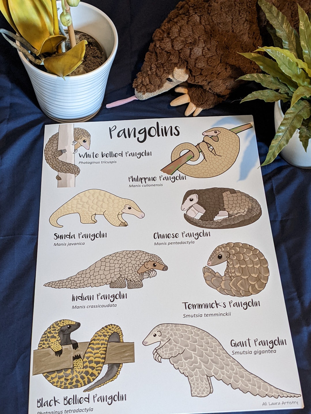 Pangolins Poster Print A3 - Etsy