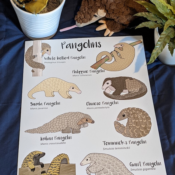 Pangolin - Etsy