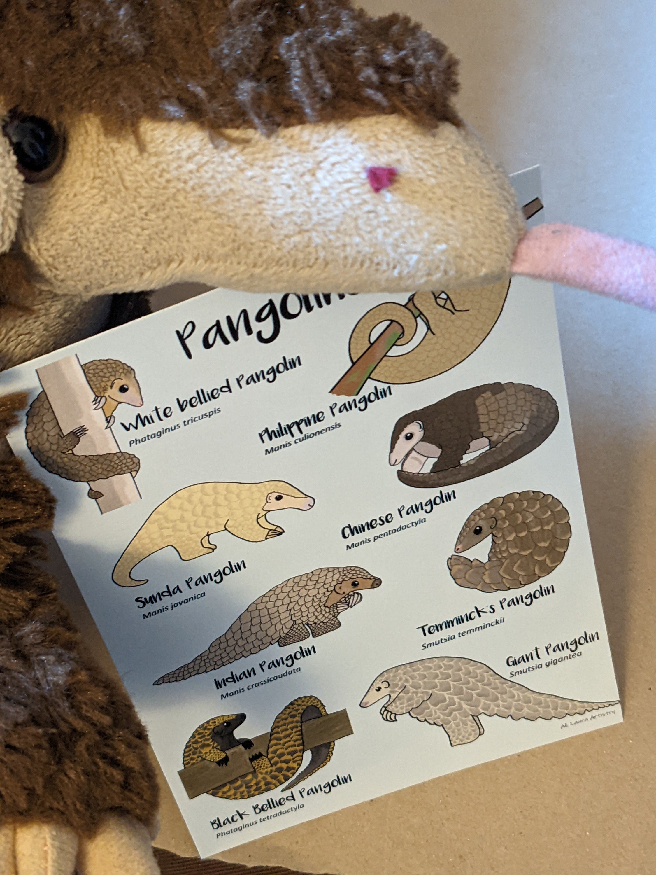 Pangolins Postcard Sized Print - Etsy
