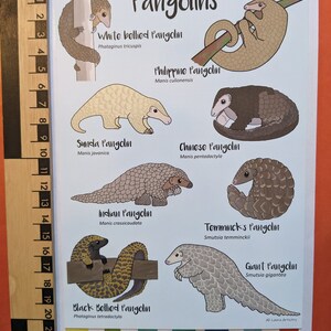 Pangolins A5 Sized Print - Etsy