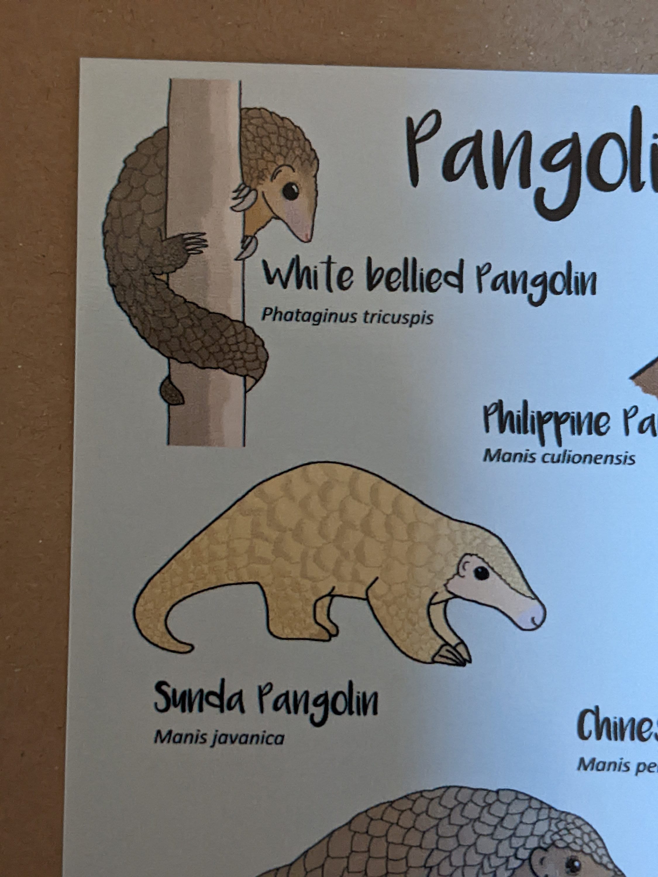 Pangolins Postcard Sized Print - Etsy