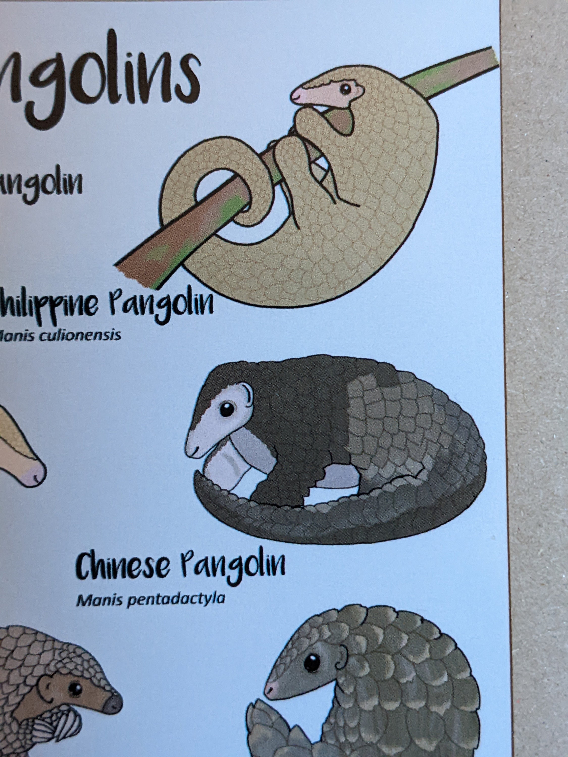Pangolins Postcard Sized Print - Etsy