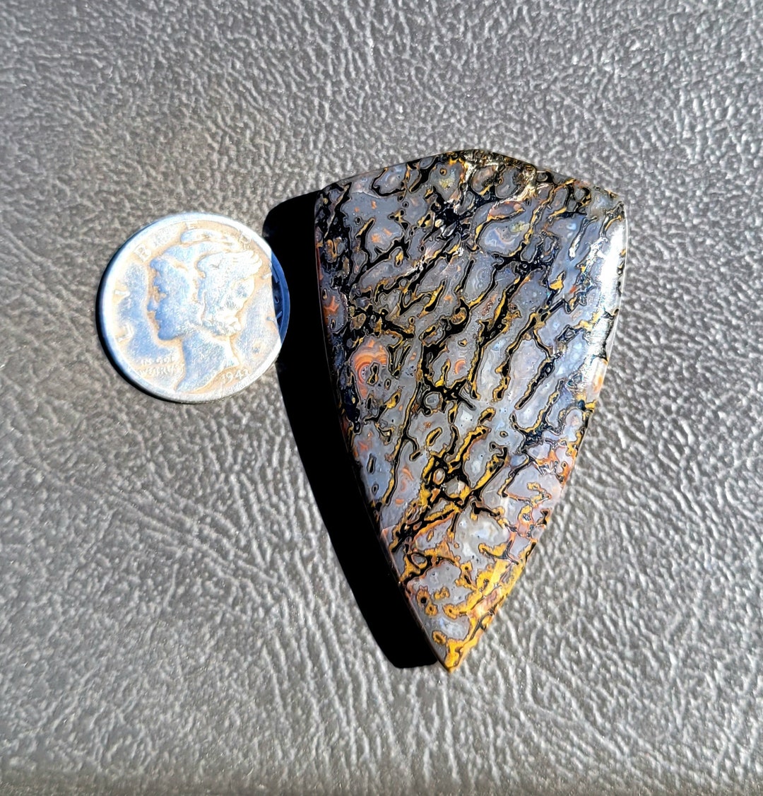 Fossil Dinosaur Gembone Cabochon - Etsy