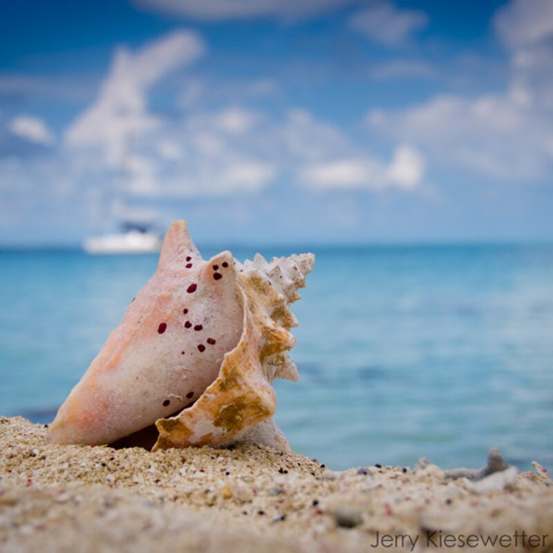 Conch Shell Art - Etsy