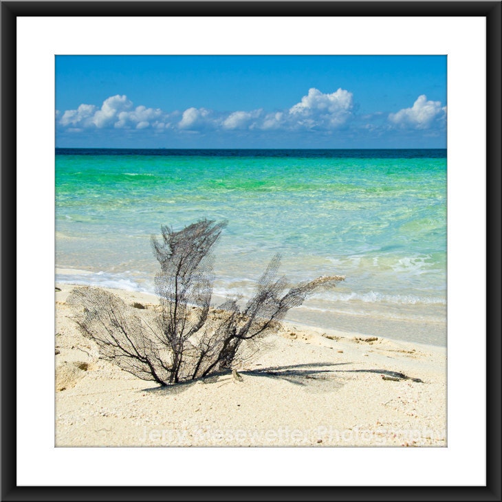 Caribbean Beach Sea Fan Photo Goff's Caye Aqua Blue Water Belize ...