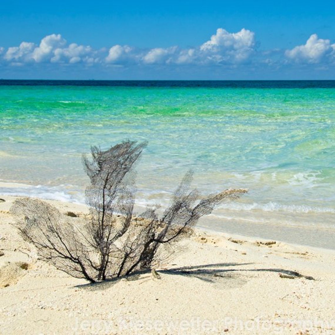 Caribbean Beach Sea Fan Photo Goff's Caye Aqua Blue Water Belize ...