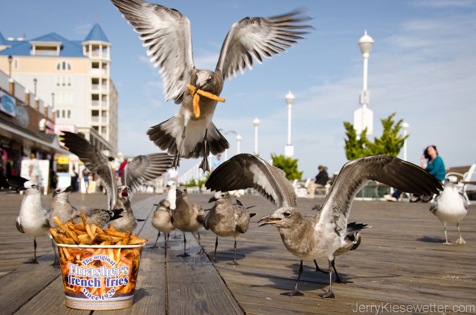 Thrashers French Fries Photo, Seagulls Photo, Ocean City Boardwalk ...