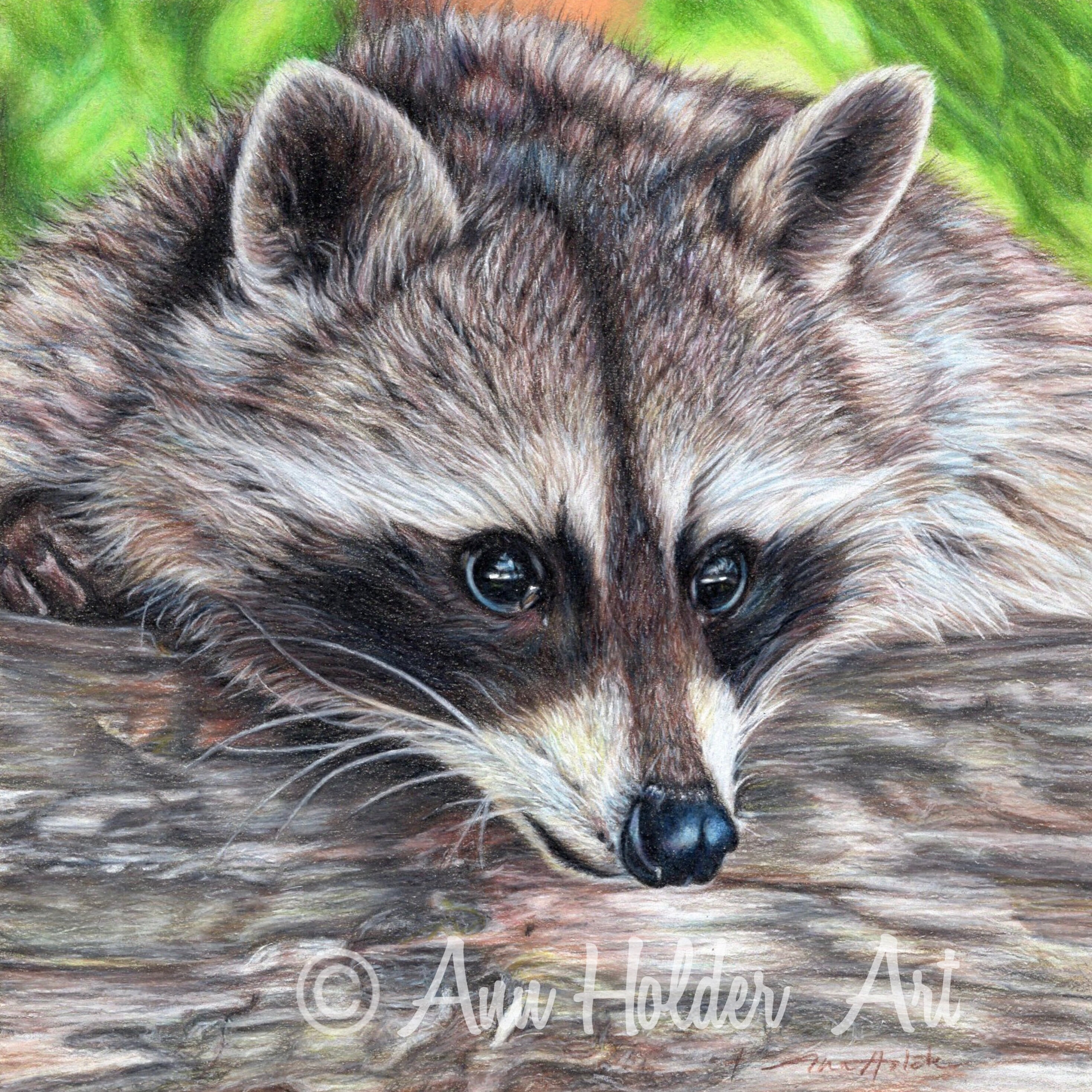 Raccoon Signed Archival Print picnic Basket Giclee Prints - Etsy
