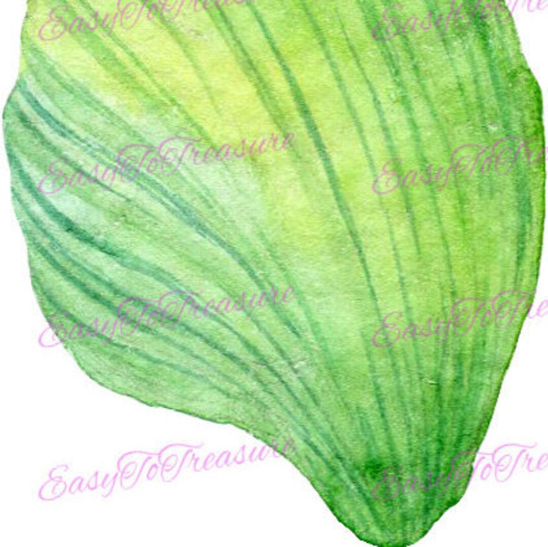 Digital Download Clipart – Green Sea Shell JPEG and PNG Files - Etsy