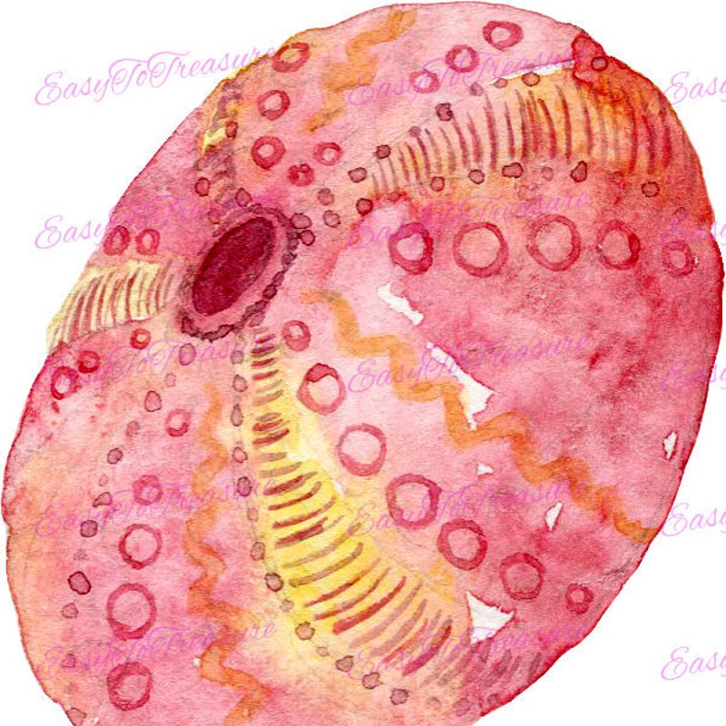 Trochus Shell - Etsy