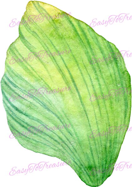 Digital Download Clipart Green Sea Shell JPEG and PNG Files - Etsy