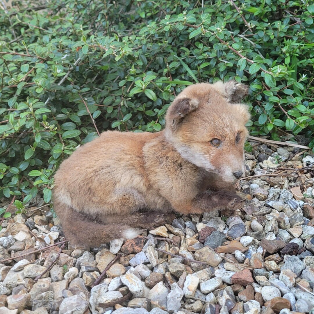 Taxidermy Fox ~ Vintage Real Taxidermy Fox Cub, Soft Fur, Derpy Face ...