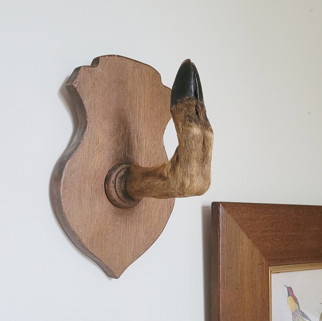 Vintage Taxidermy Deer Hoof Real Taxidermy Coat Hook, Natural History ...