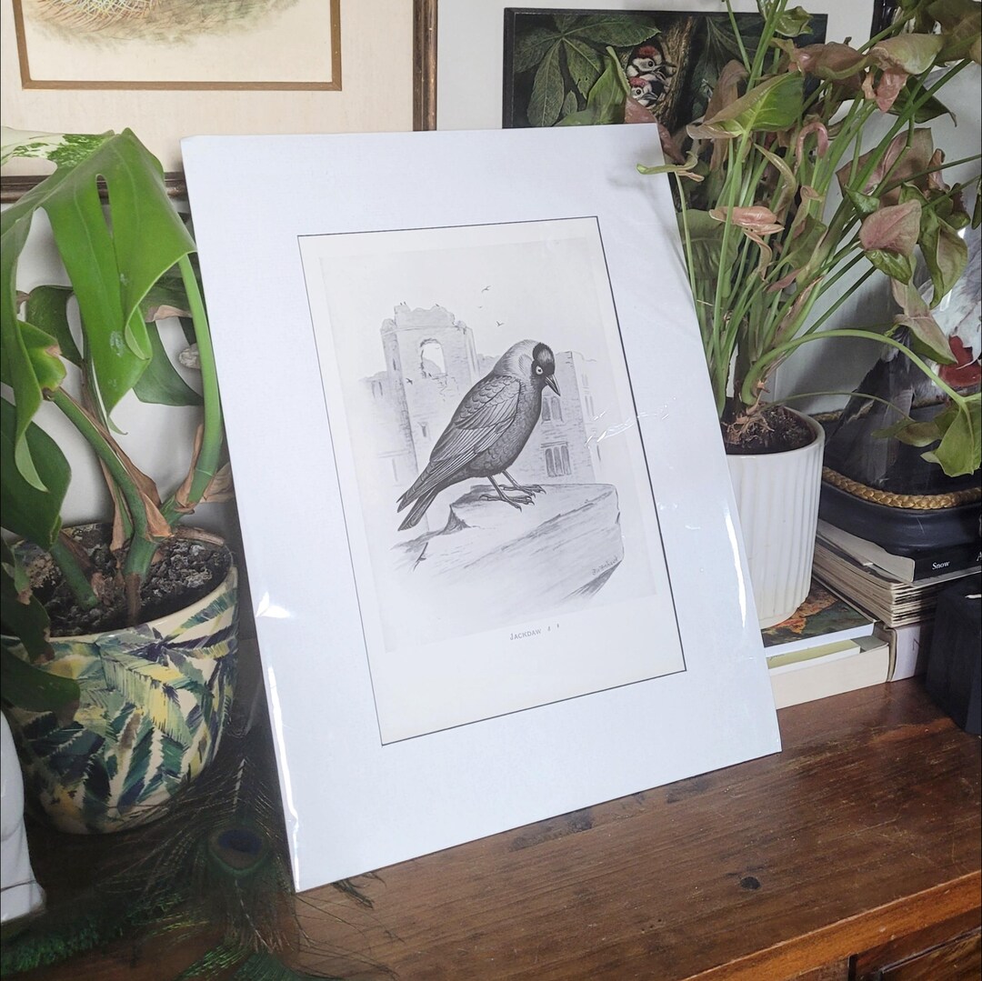 Antique Jackdaw Print ~ 1898 Late Victorian Original Black & White ...
