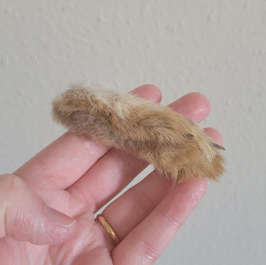 Taxidermy Rabbits Foot ~ Real Lucky Rabbit Foot, Charm Folklore Witchy ...