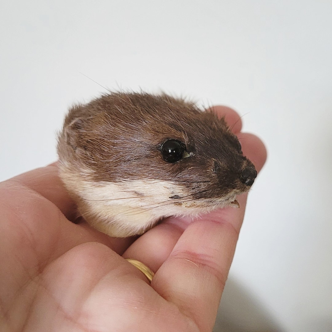 Vintage Taxidermy Stoat Head Cute Little Real Taxidermy Stoat Head ...