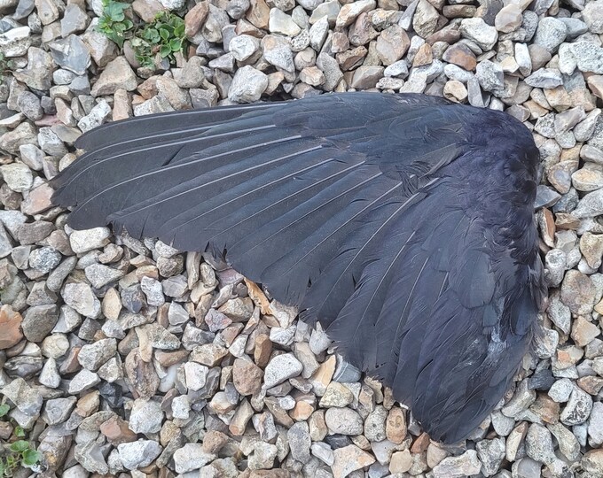 Real Bird Wing ~ Taxidermy Crow Wing, Millinery, Art, Curiosity, LARP ...