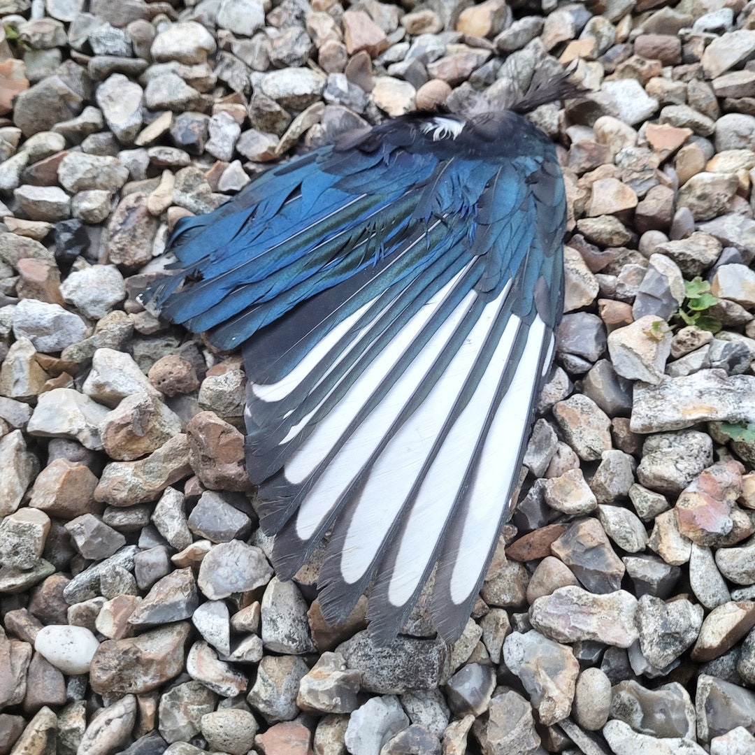 Real Bird Wing Taxidermy Magpie Wing, Millinery, Art, Curiosity, LARP - Etsy