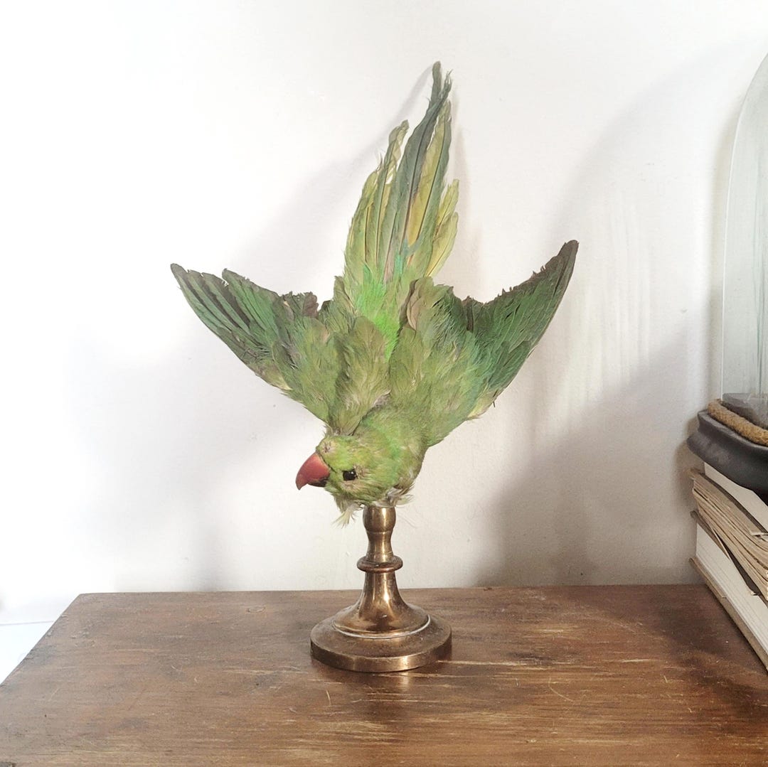 Taxidermy Bird ~ Antique Parakeet, Real Taxidermy Bird, Bright Green ...