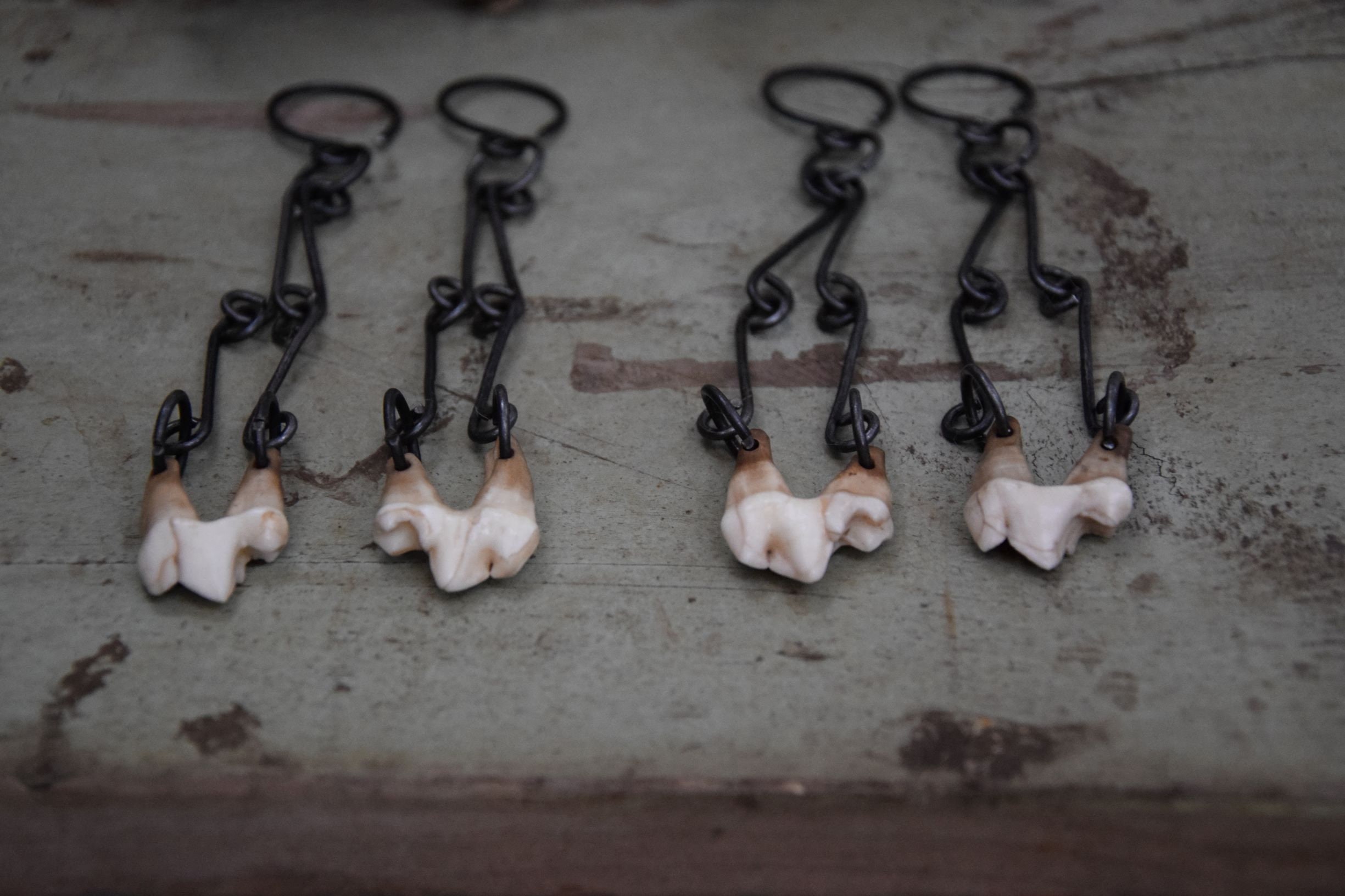 Coyote Tooth & Chain Link Ear Weights
