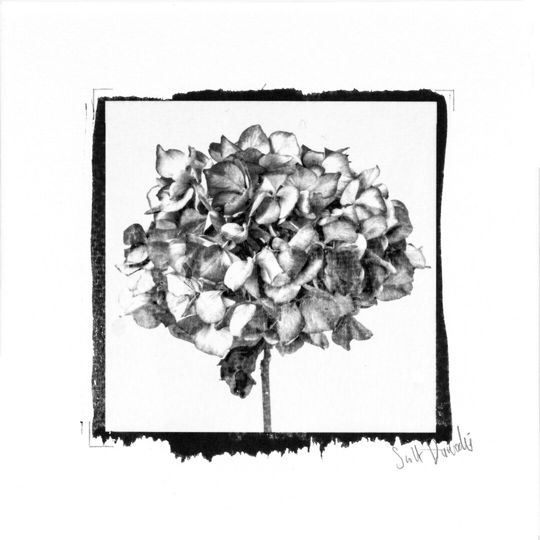 Buy Hydrangea Handprinted Silver Nitrate Print Online in India - Etsy