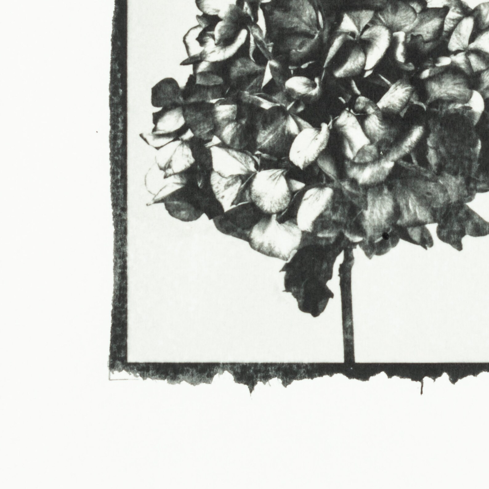 Hydrangea Handprinted Silver Nitrate Print | Etsy