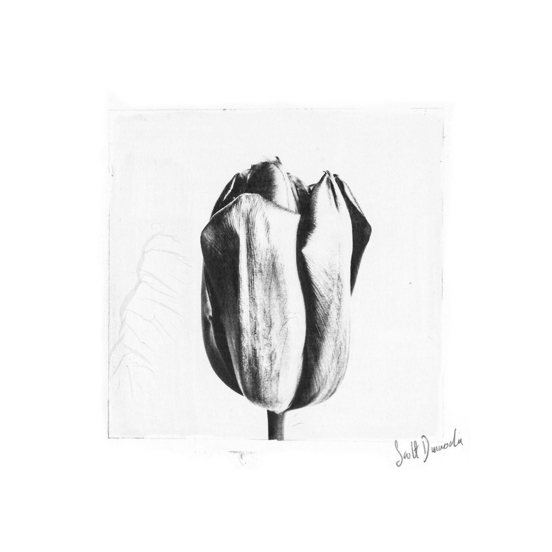 Tulip Handprinted Silver Nitrate Print - Etsy