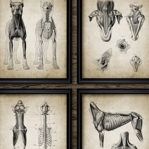 Dog Anatomy Set of 4 Printable Anatomy Veterinary Student | Etsy