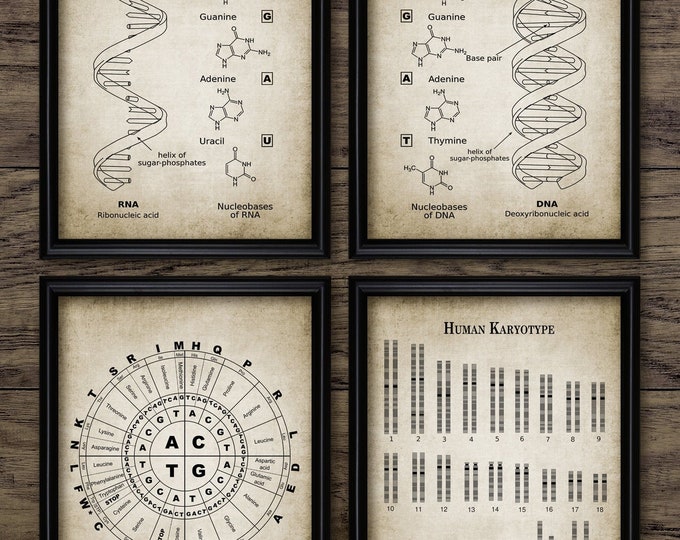 DNA and RNA Genetic Code Wall Art Set of 4, Genetics, Biochemistry ...