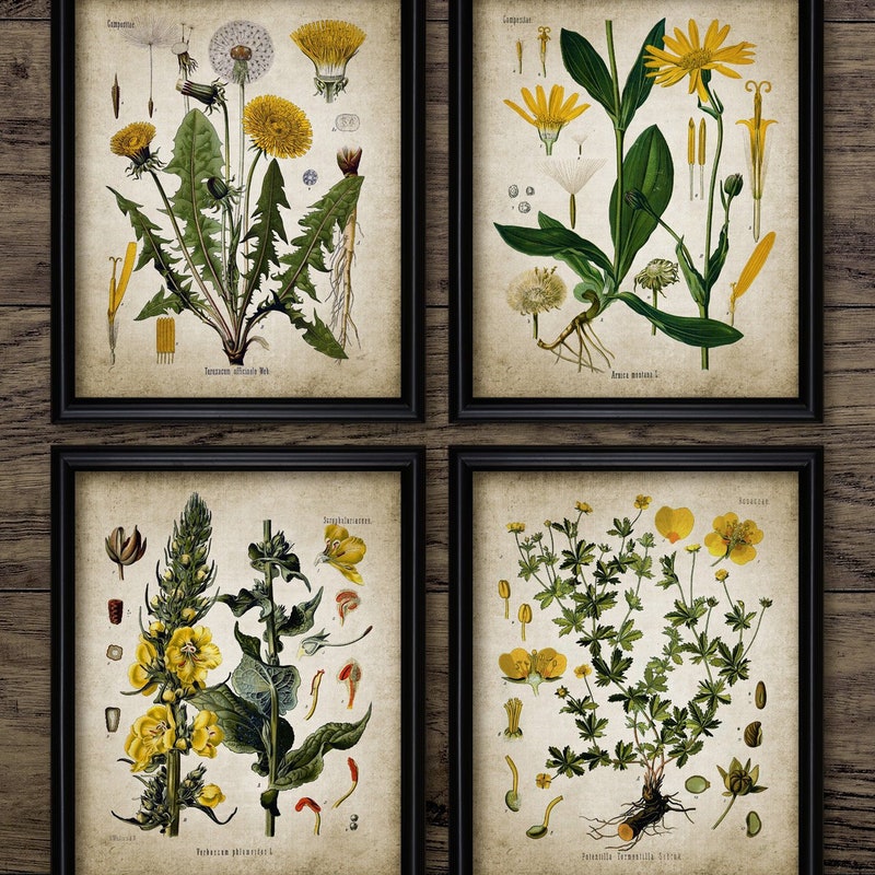 Botanical Wall Art - Etsy