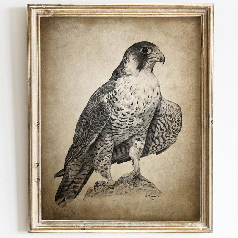 Antique Falconry Print - Etsy