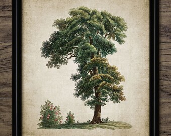 Oak tree print | Etsy