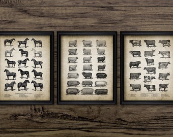 Cattle breeds | Etsy