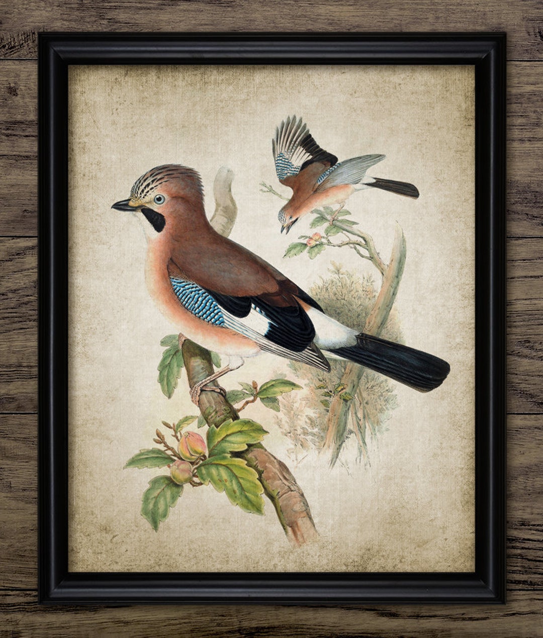 Jay Bird Wall Art, Vintage Digital Print, Printable Eurasian Jay Bird ...