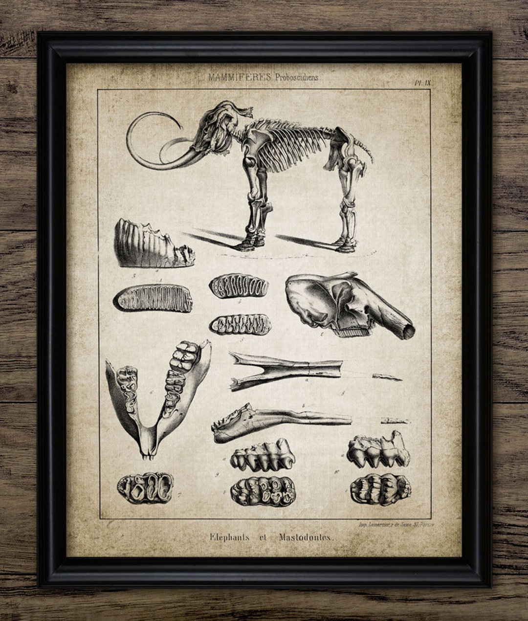 Vintage Mammoth Wall Art, Printable Mammoth, Prehistoric Mammal, Mammal ...
