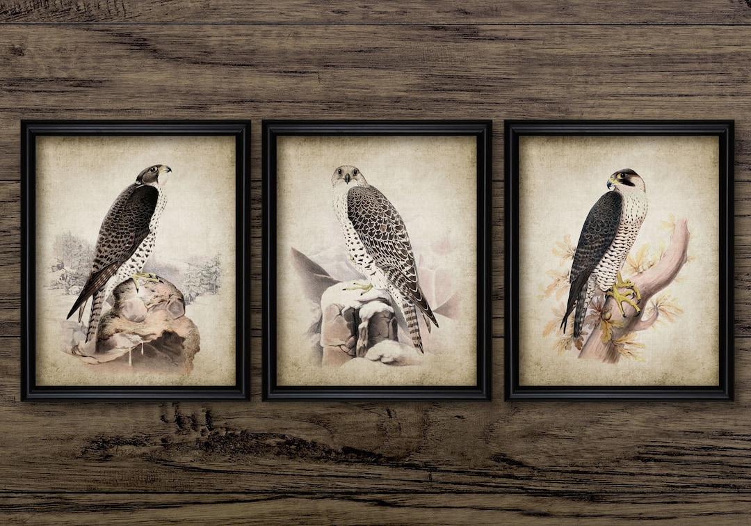 Vintage Falcon Wall Art Set of 3, Printable Falcon, Falconry Art ...
