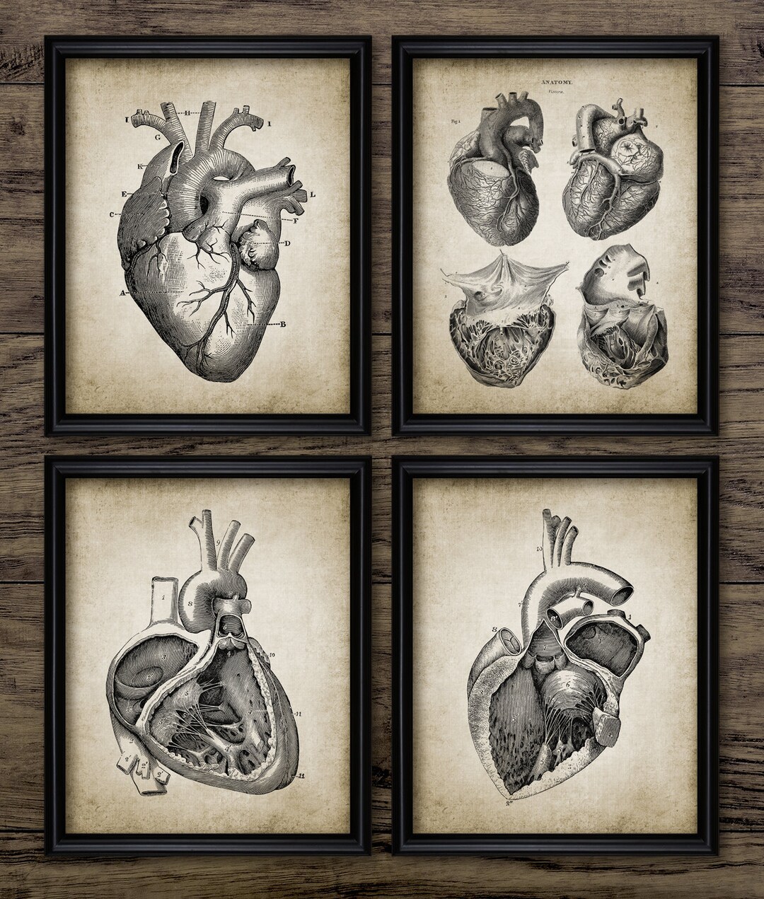 Heart Wall Art Set of 4, Printable Cardiology, Human Anatomy, Human ...